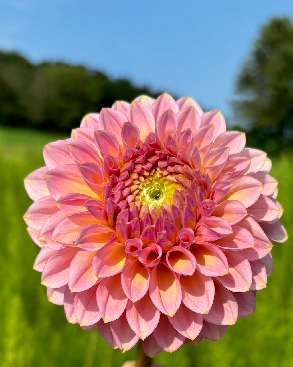 20th Ave Pink Cloud – Driftless Dahlia Farm